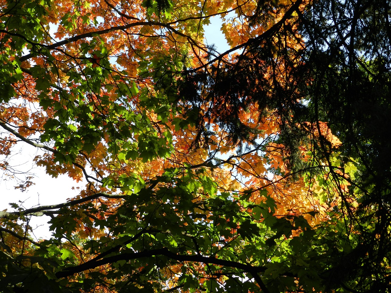 La Nature Feuilles Automne - Photo gratuite sur Pixabay - Pixabay