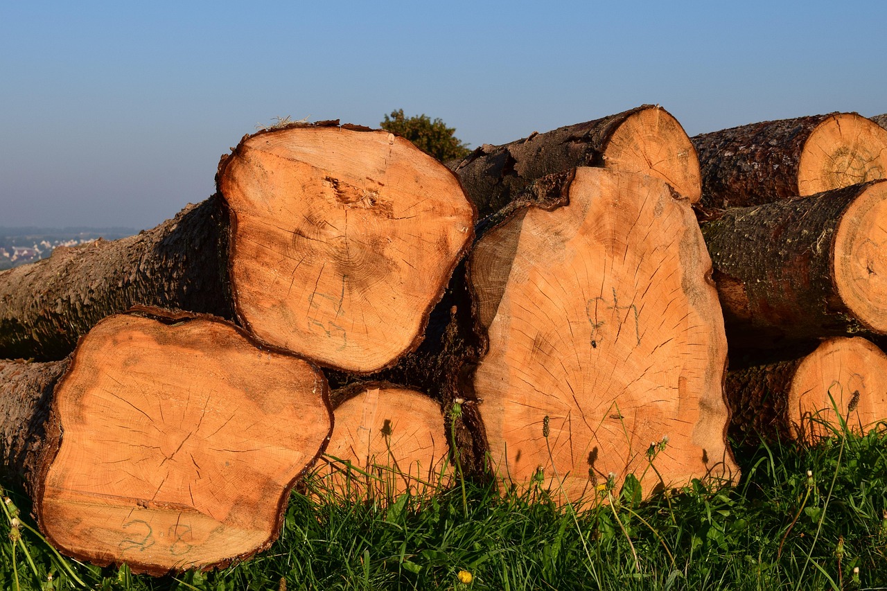 Wood Tree Trunks Nature - Free photo on Pixabay - Pixabay