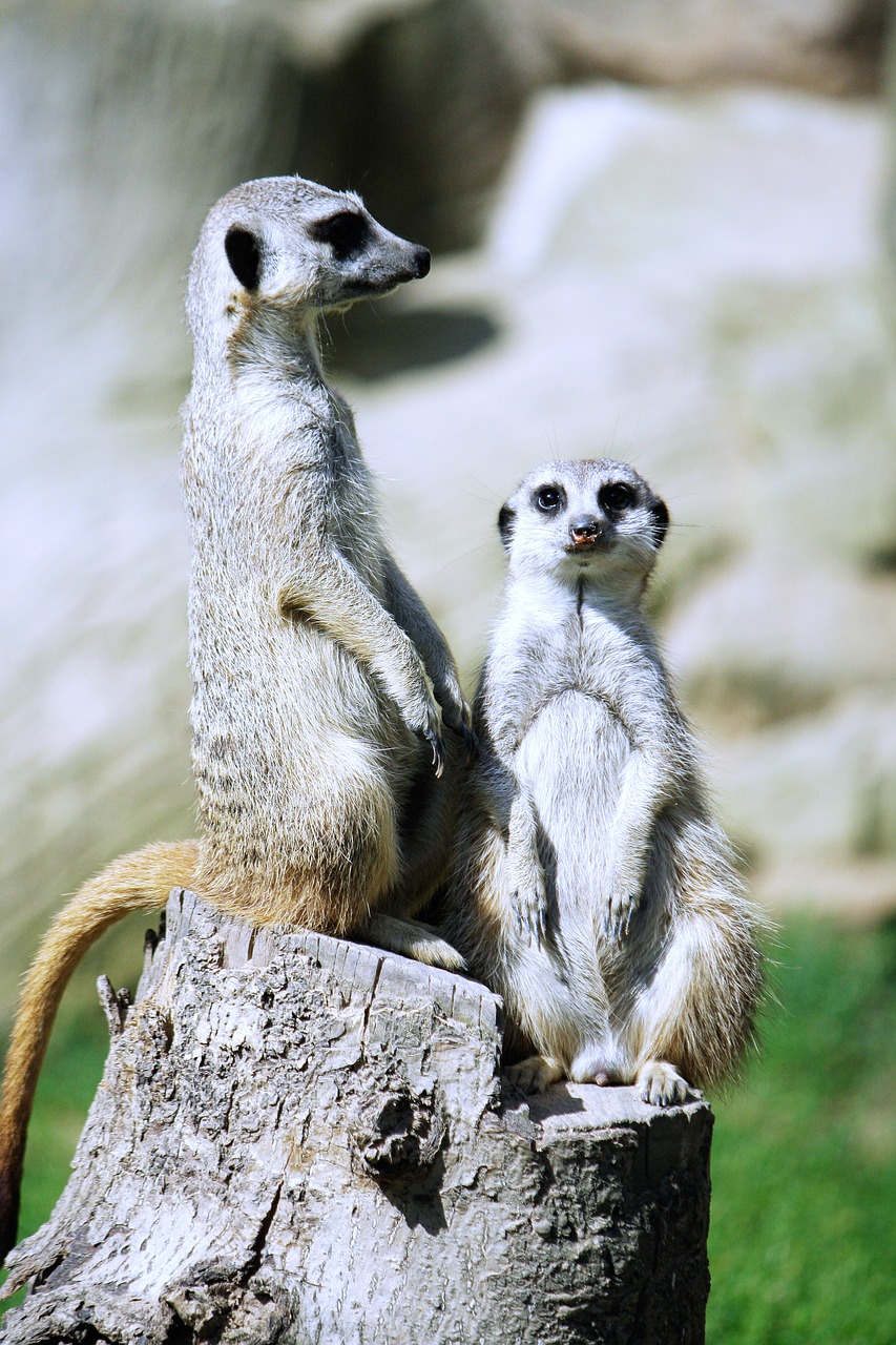 Download Meerkat, Suricata Suricatta, Suricate. Royalty-Free Stock ...