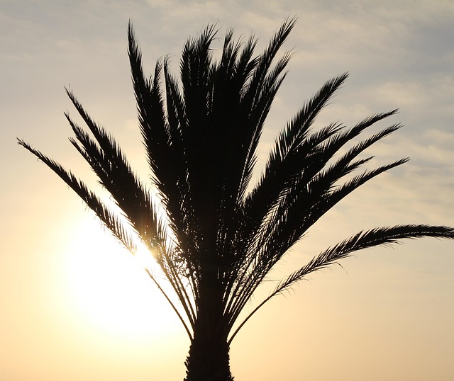Tramonto Palma Mare - Foto gratis su Pixabay - Pixabay