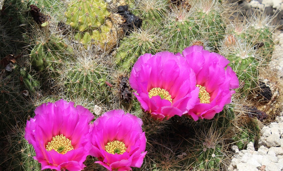 Cactus Fleur Rose - Photo gratuite sur Pixabay - Pixabay