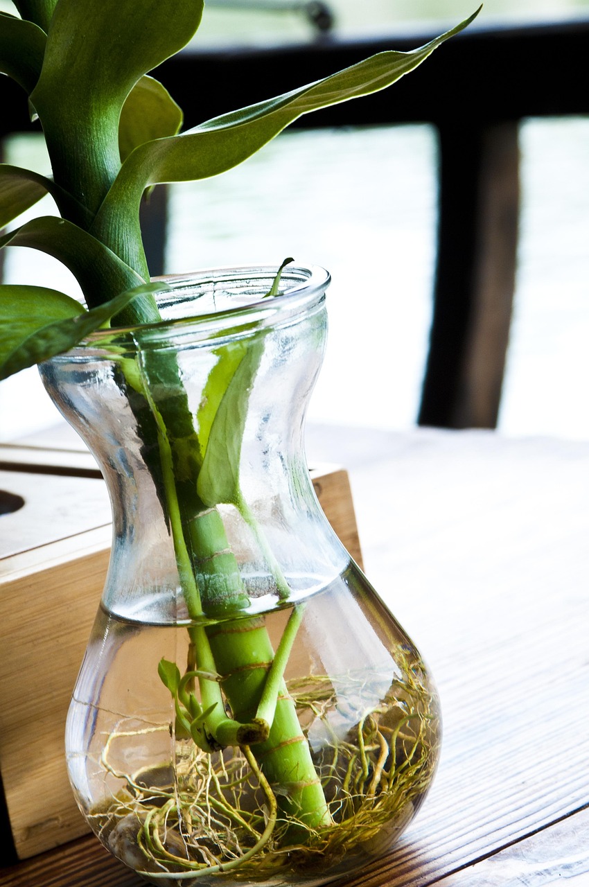 Plant Green Leaf Root - Free photo on Pixabay - Pixabay