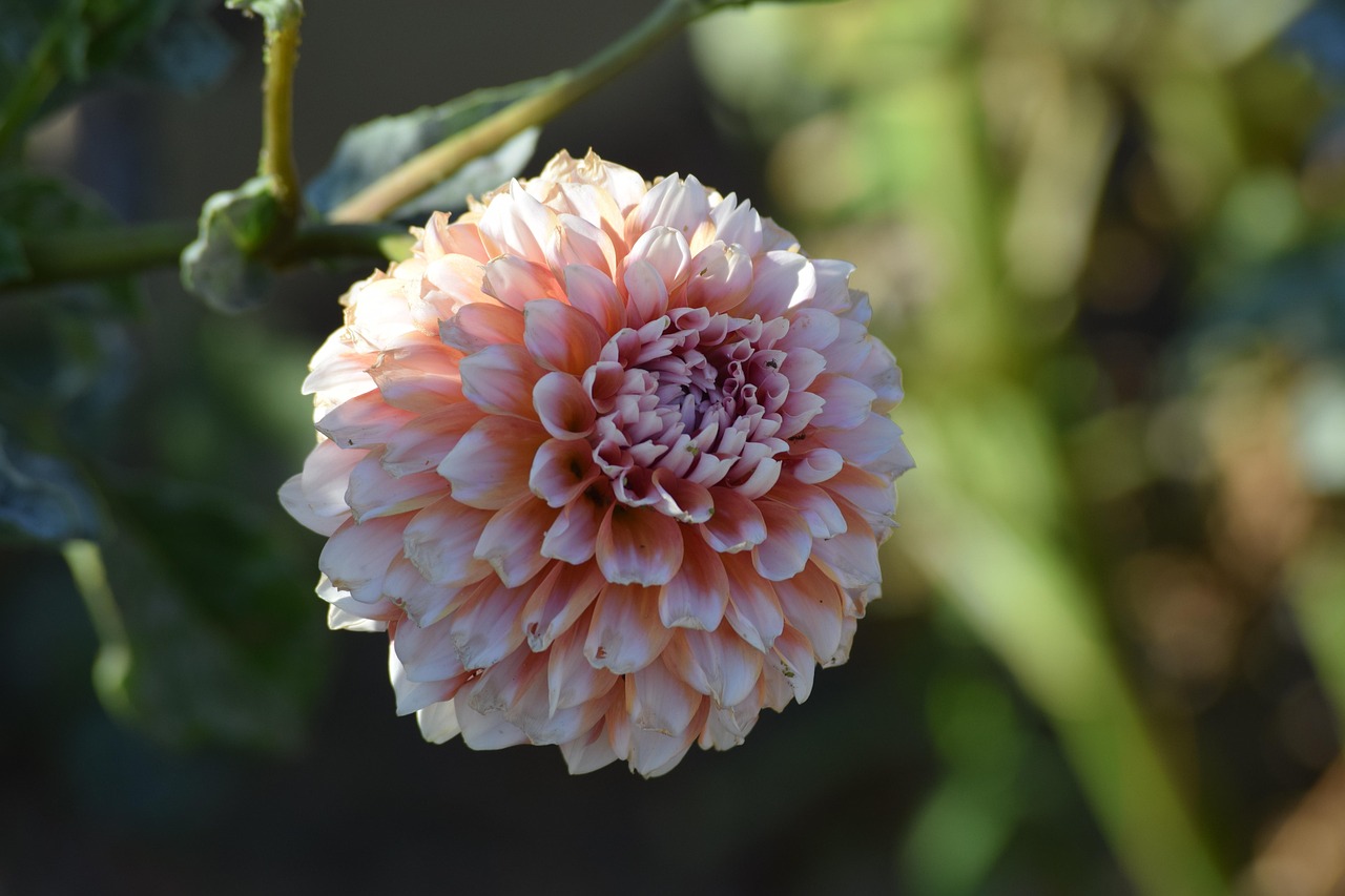Dahlia Bunga Mekar Merah - Foto gratis di Pixabay - Pixabay