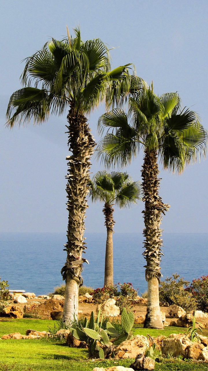 Palme Garten Natur - Kostenloses Foto auf Pixabay - Pixabay