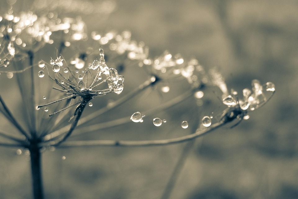 Cobweb Drops Rosa The - Free photo on Pixabay