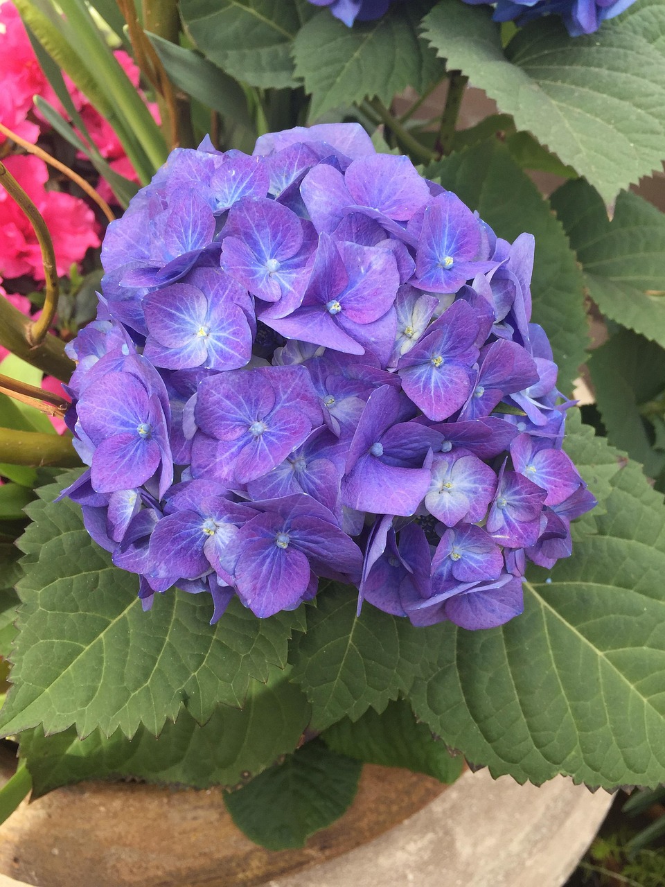 Purple Peony - Free photo on Pixabay