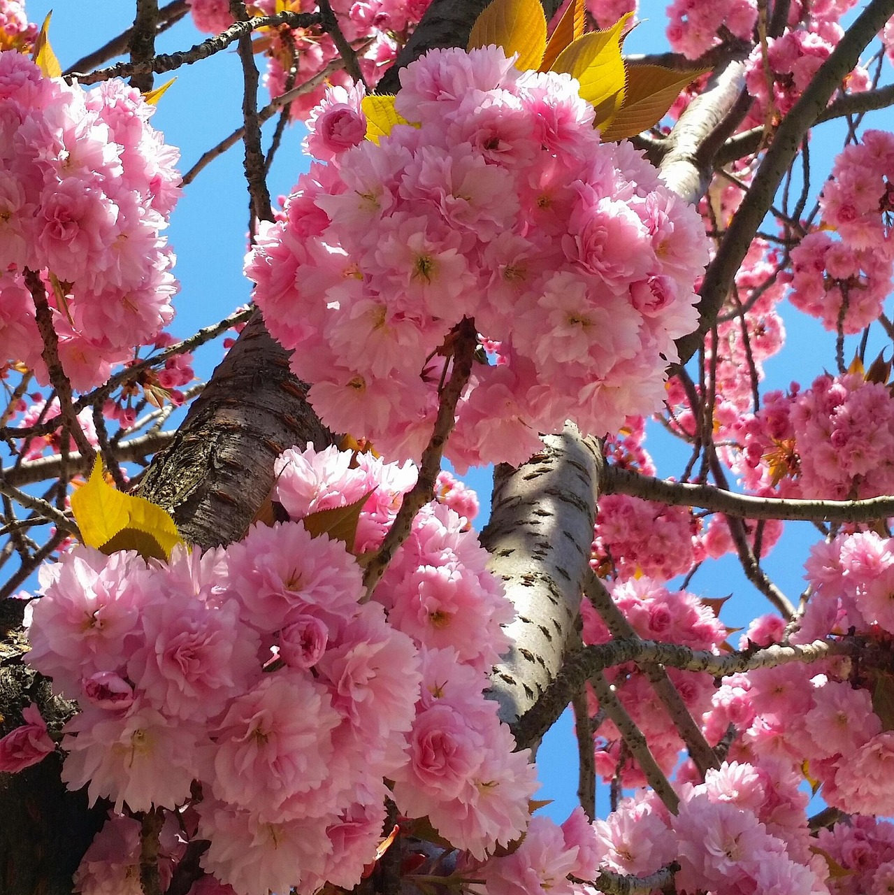 Flor De Cerezo Bonn Heerstrasse - Foto gratis en Pixabay - Pixabay