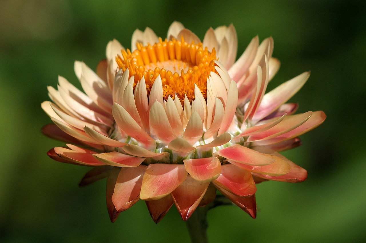 50+ Free Helichrysum & Nature Photos - Pixabay