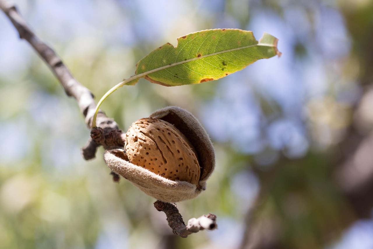Amande Fruit Culture - Photo gratuite sur Pixabay