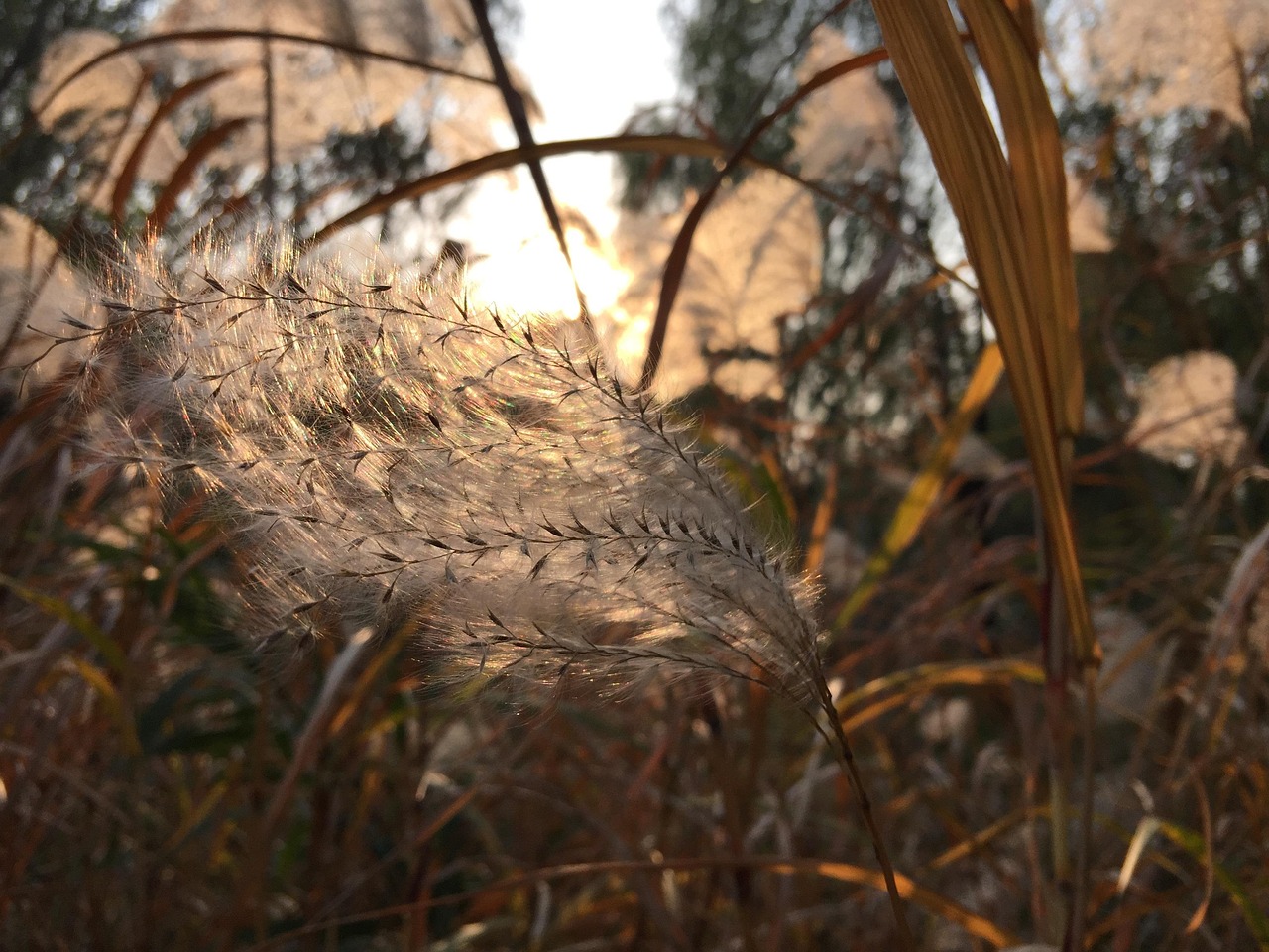 200+ Free Breeze & Nature Images - Pixabay
