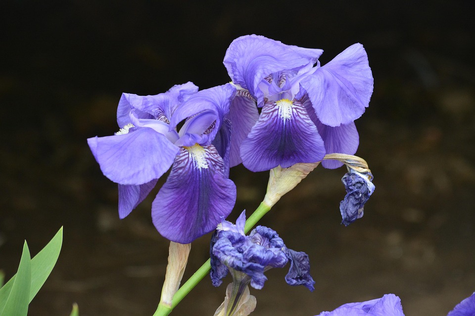 Iris Flowers Nature - Free photo on Pixabay