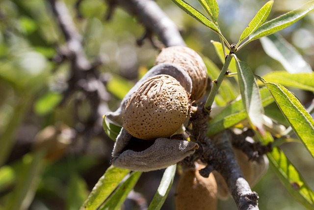 Almond Buah Budidaya - Foto gratis di Pixabay - Pixabay