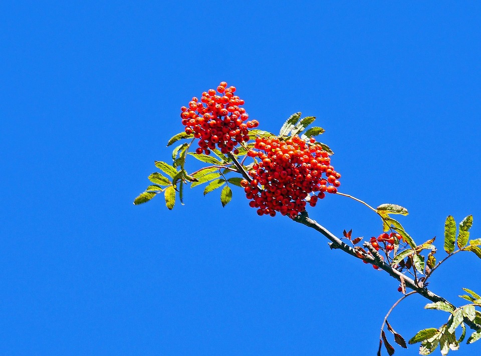 Baies De Sorbier Umbel Début - Photo gratuite sur Pixabay - Pixabay