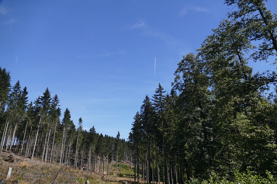 Paisaje Capa Marrón Bosque - Foto gratis en Pixabay - Pixabay