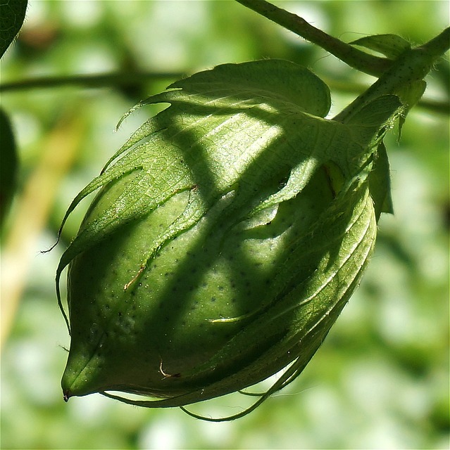 90+ Free Boll & Brac Images - Pixabay