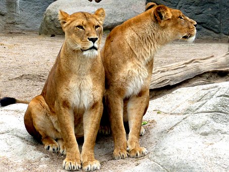 40+ Free Lion Couples & Lion Images - Pixabay
