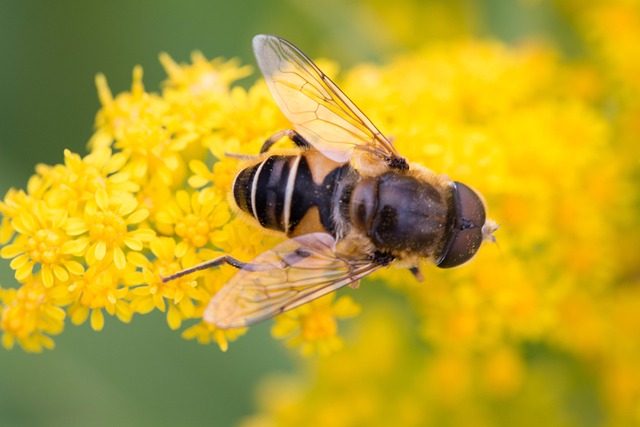 Abeille Fleur Jaune Insectes - Photo gratuite sur Pixabay - Pixabay