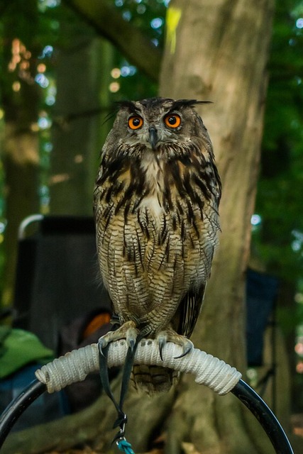 Bird Of Prey Nature - Free photo on Pixabay