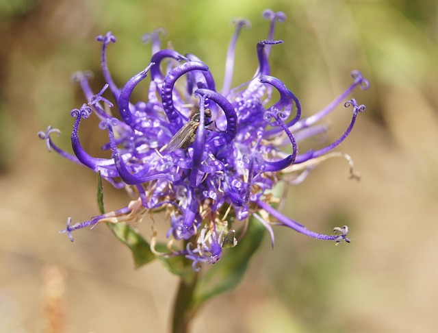 La Garra Del Diablo Flor Alpina - Foto gratis en Pixabay - Pixabay
