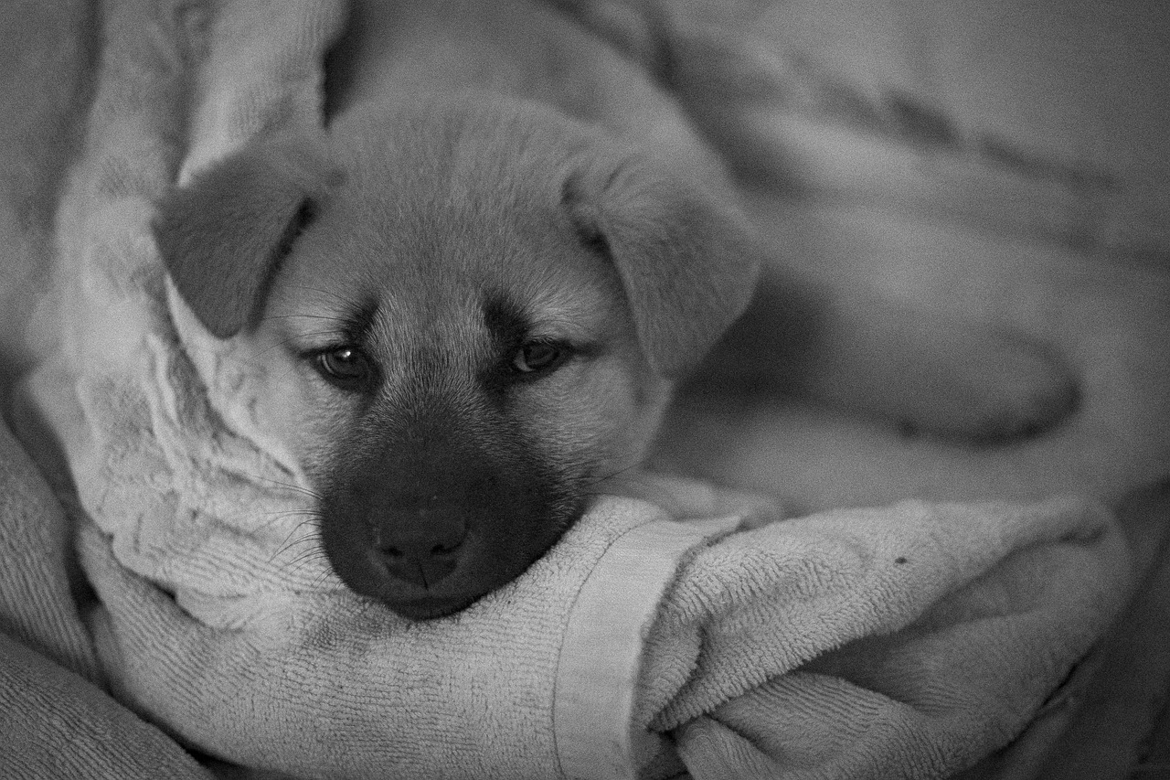 Cachorro Bebê Bonitinho Bicho De - Foto gratuita no Pixabay - Pixabay