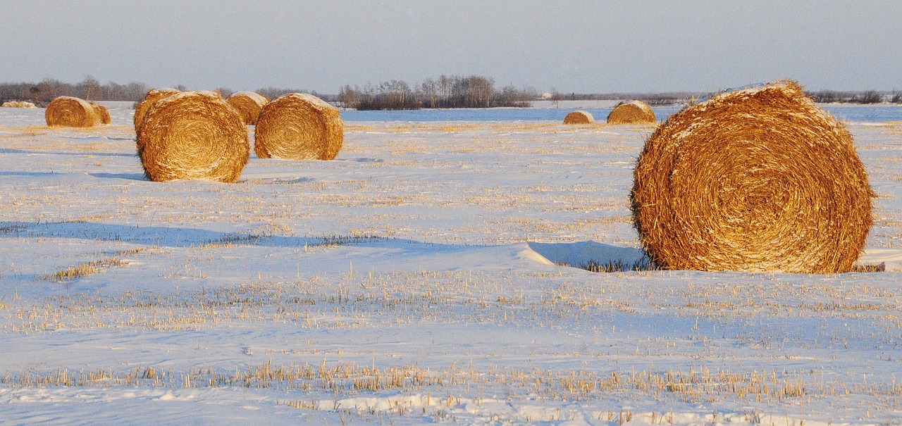 Bales Field Straw - Free photo on Pixabay - Pixabay