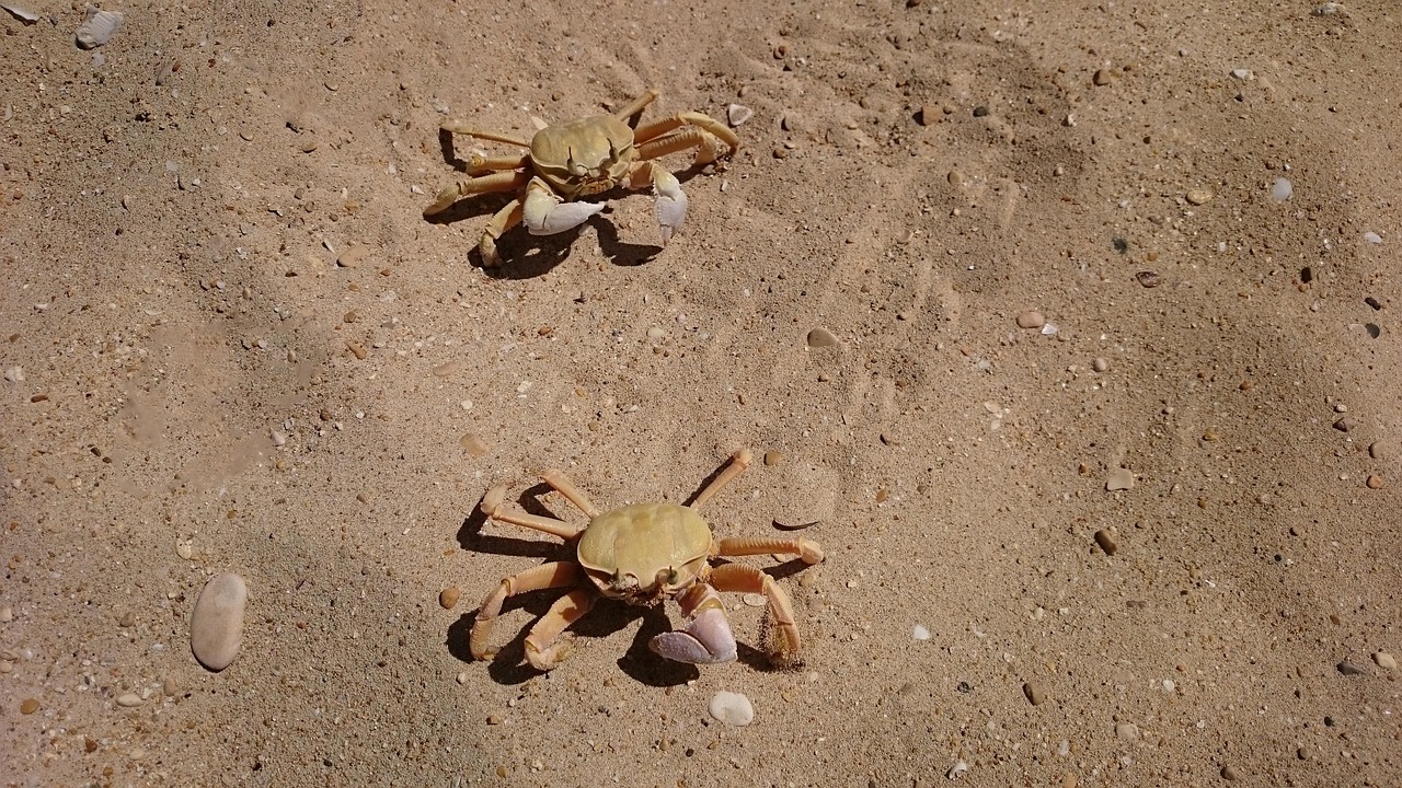 Plus de 2 000 images de Crabes et de Nature - Pixabay
