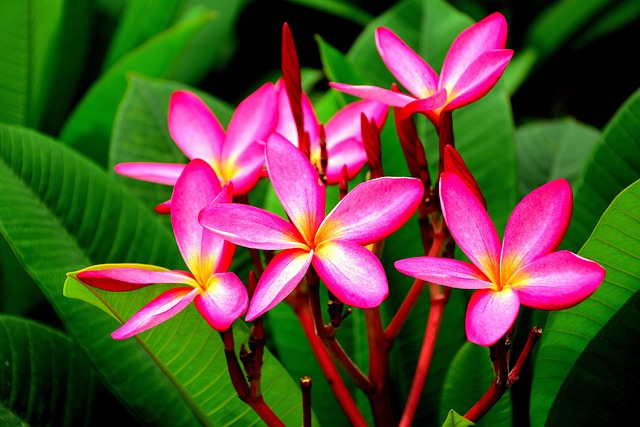 Flower Pink Close Up - Free photo on Pixabay