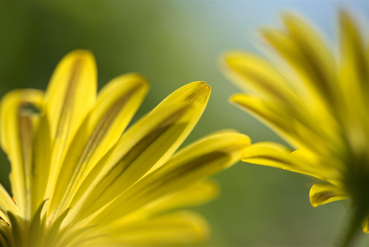 Spanish Daisy Flower Floral - Free photo on Pixabay - Pixabay