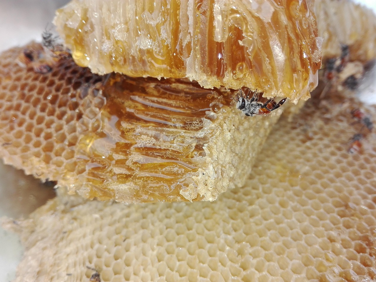20,000+ Free Honey Bee & Bee Images - Pixabay