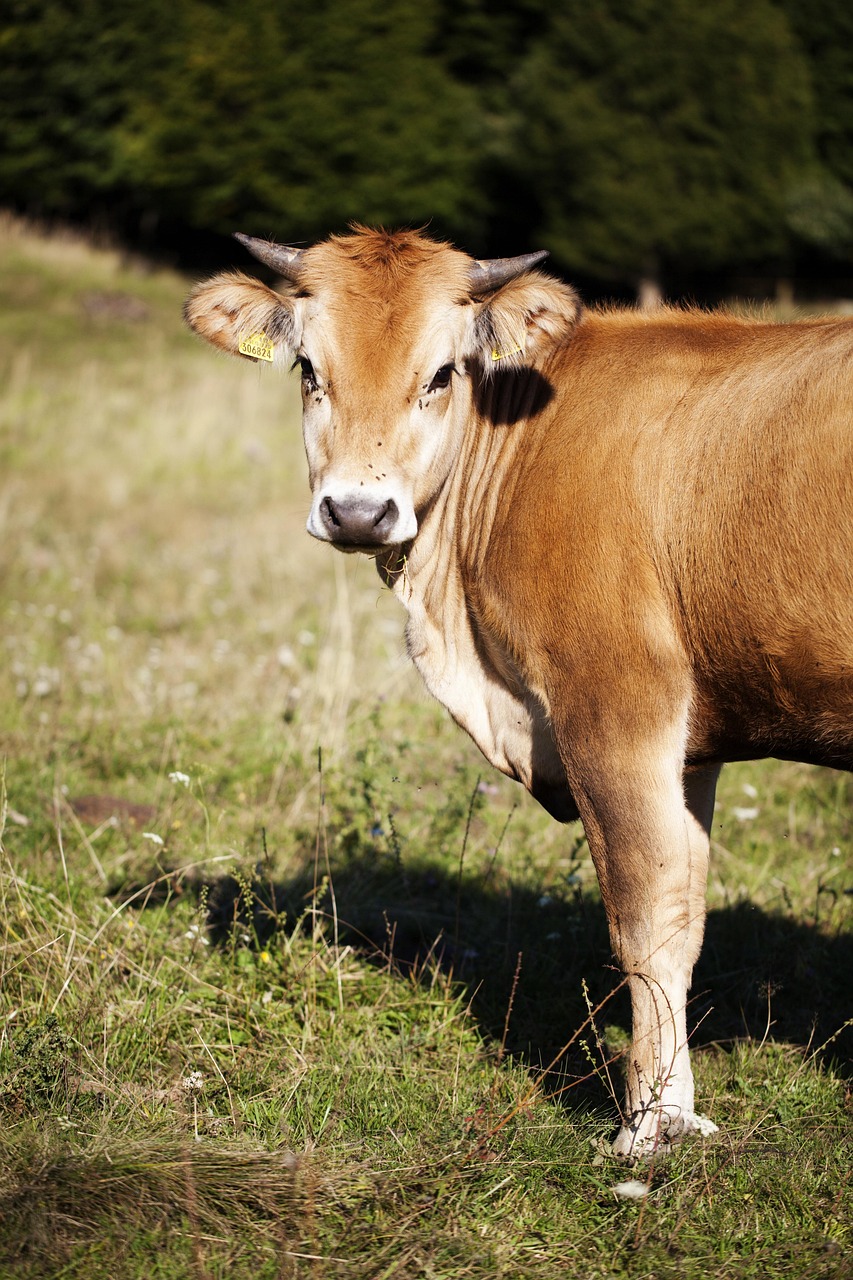 Vache Brune Pâturage Village - Photo gratuite sur Pixabay - Pixabay