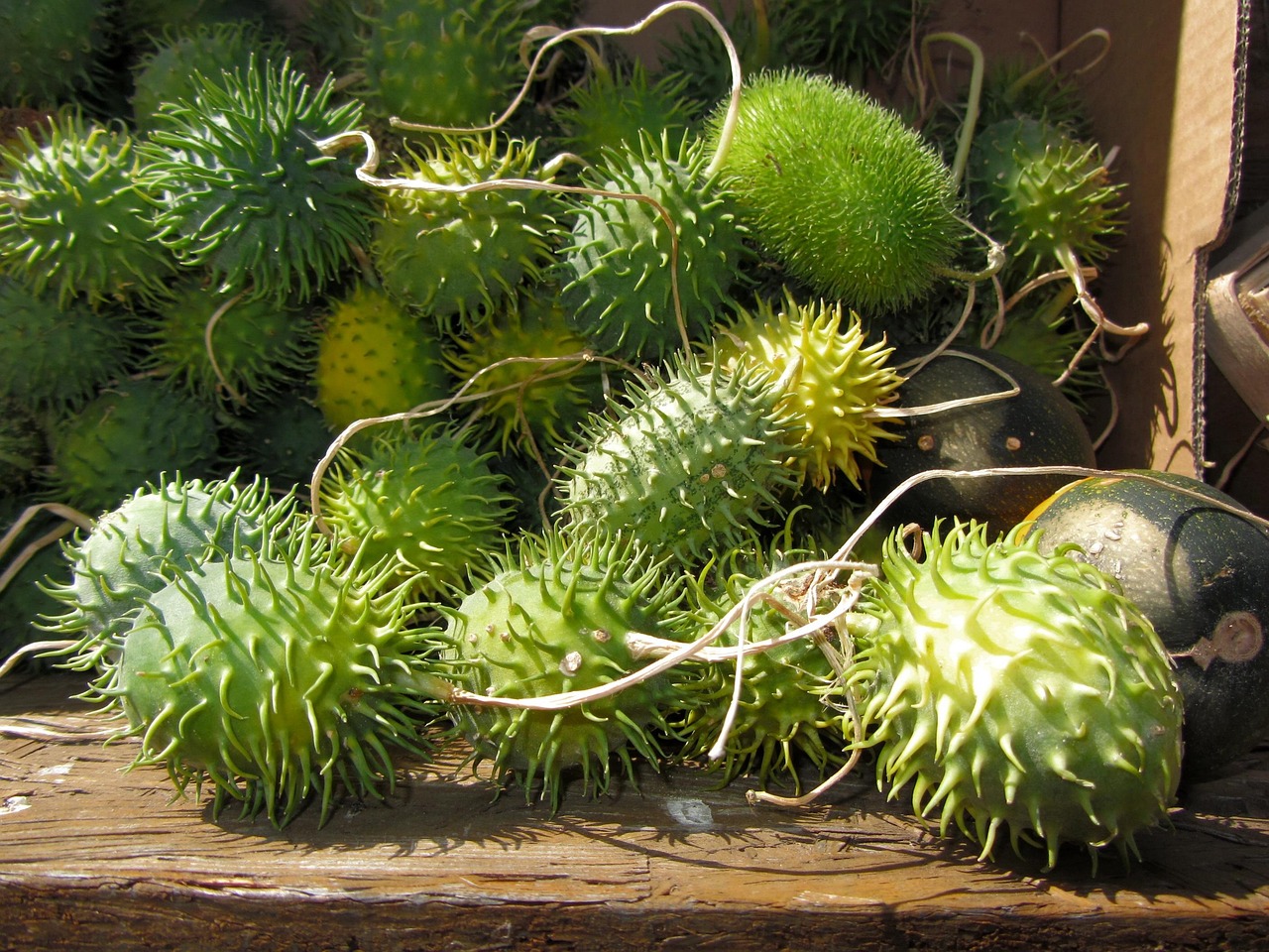 Pickle Cucumber Hedgehog - Free photo on Pixabay - Pixabay