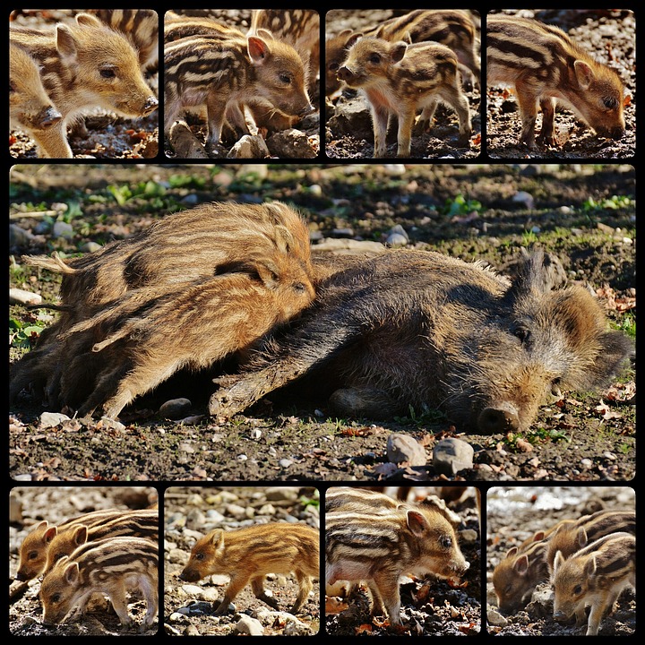 Kostenloses Foto: Wildschweinchen, Frischlinge - Kostenloses Bild auf ...