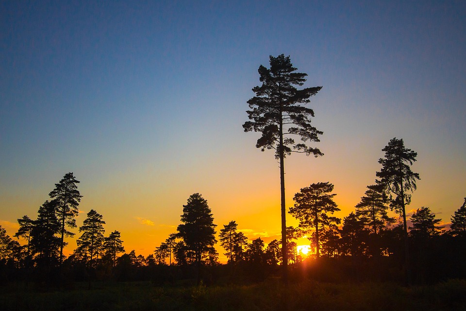 Atardecer Bosque Árboles - Foto gratis en Pixabay - Pixabay