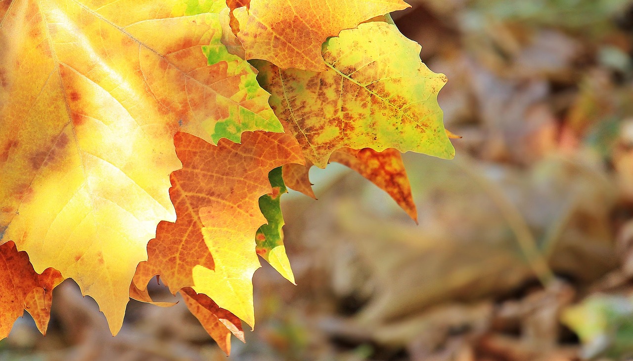 Fall Autumn Leaves Foliage - Free photo on Pixabay - Pixabay