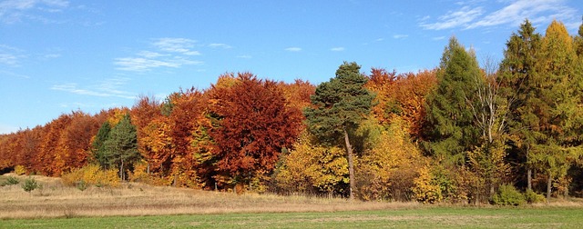 Autumn Forest Landscape - Free photo on Pixabay - Pixabay