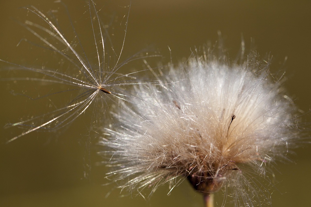 Dry Flower Detail Autumn - Free photo on Pixabay