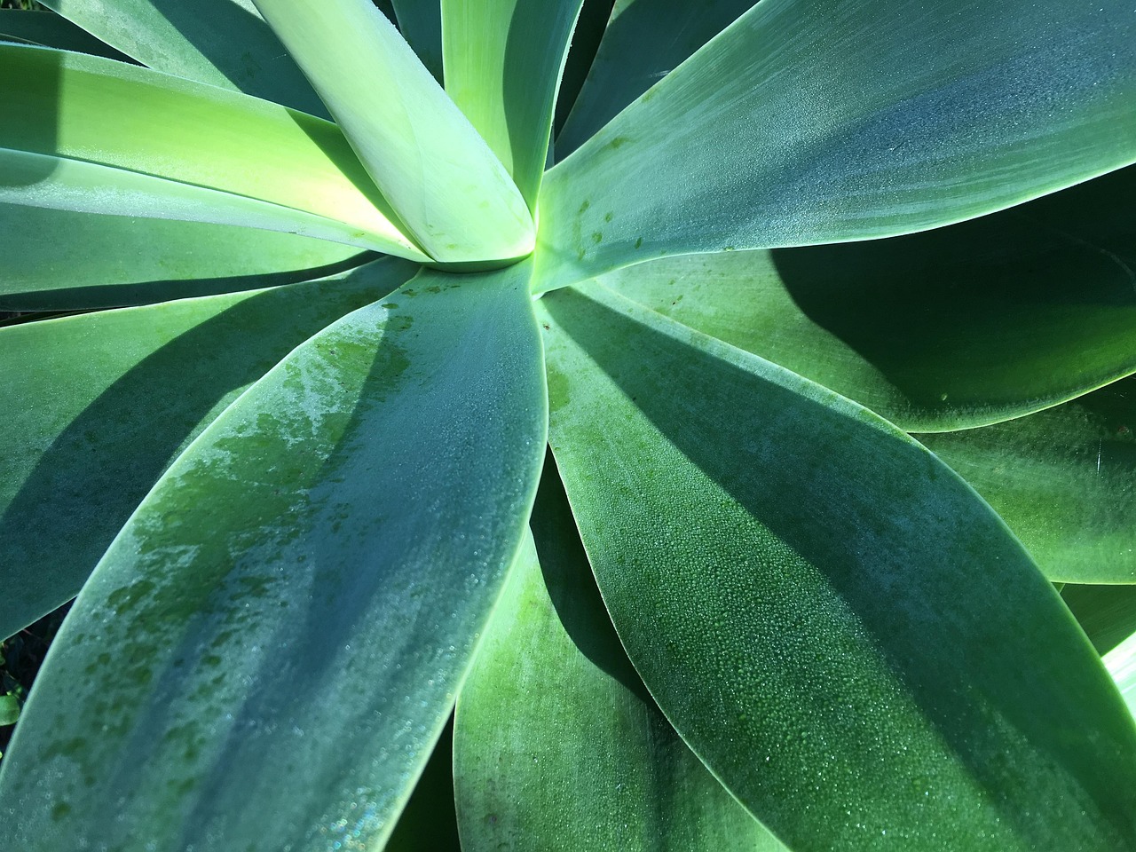 Agave Plant - Free photo on Pixabay - Pixabay