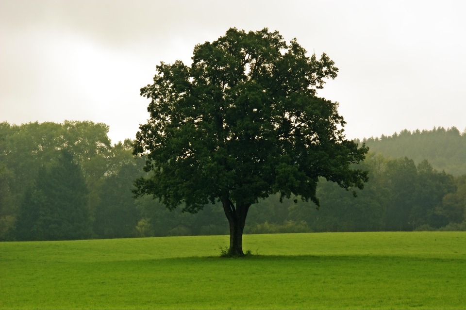 Tree Individually Nature - Free photo on Pixabay - Pixabay