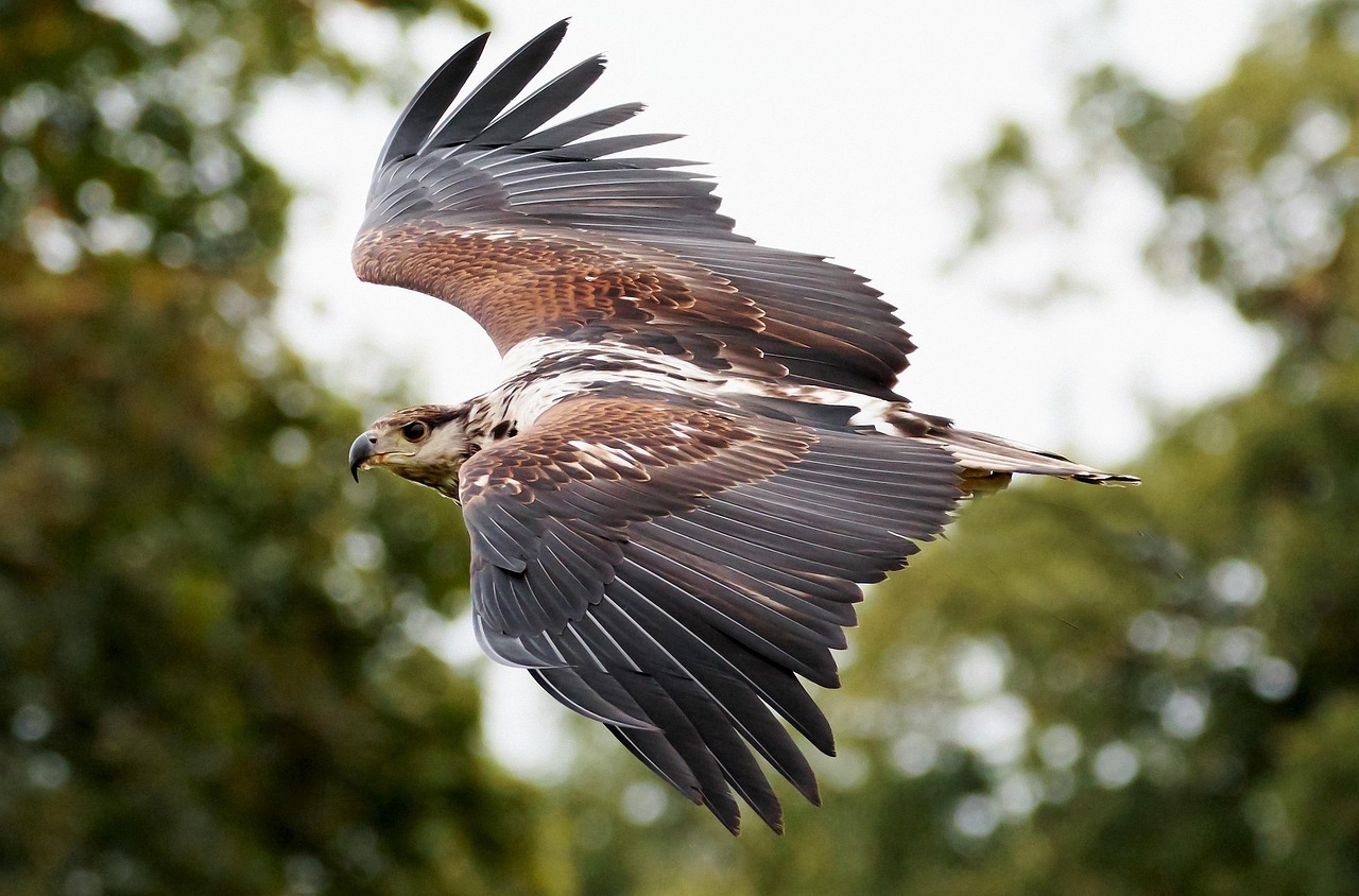 Plus de 100 000 images de Aigle Oiseau et de Aigle - Pixabay
