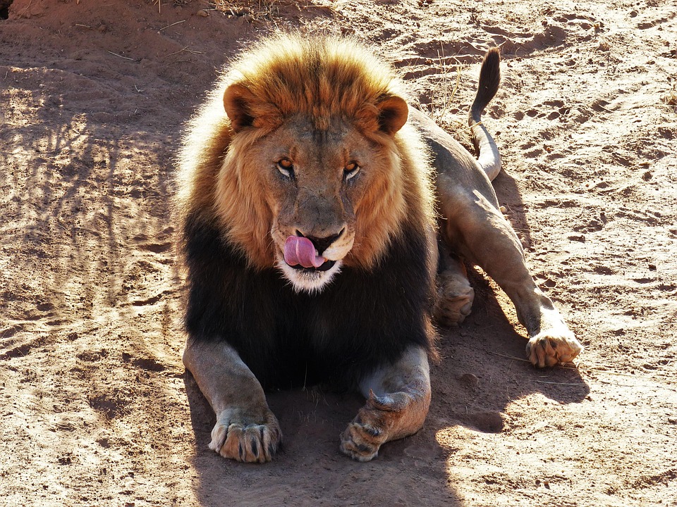 Lion Animal Gros Chat Roi Des - Photo gratuite sur Pixabay - Pixabay