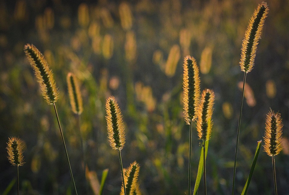 Reeds Grass Backlighting - Free photo on Pixabay - Pixabay