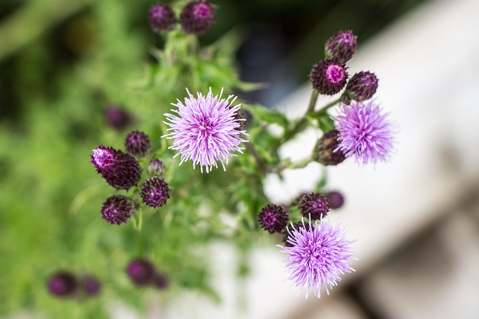 Flower Purple Swamp - Free photo on Pixabay - Pixabay