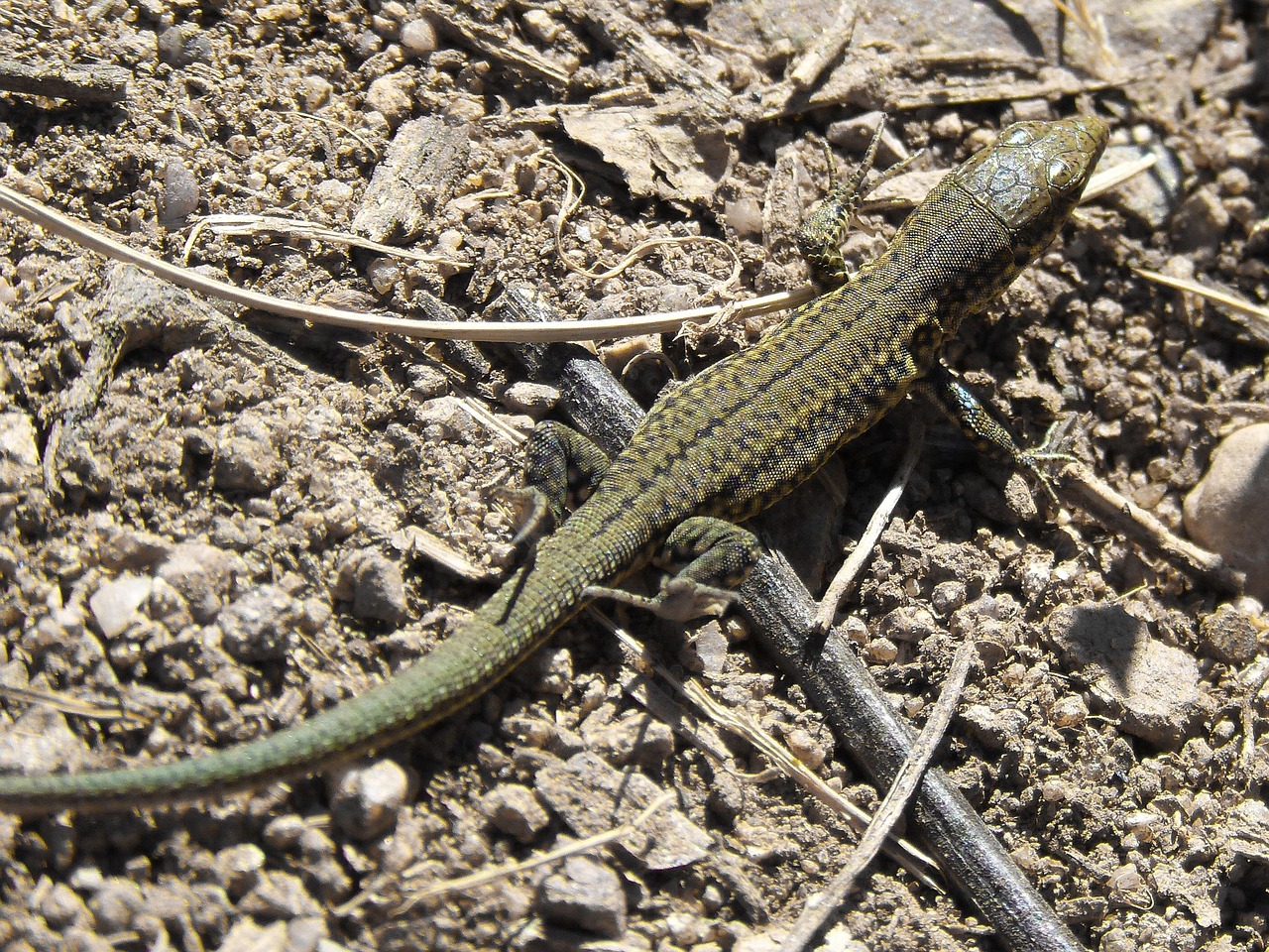 Lizard Detail Sargantana - Free photo on Pixabay - Pixabay