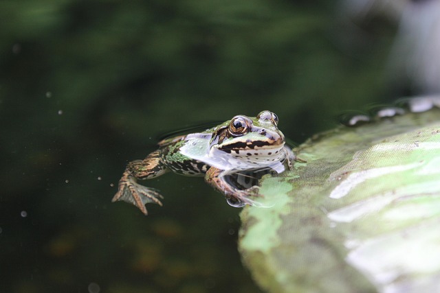 Katak Kolam Air - Foto gratis di Pixabay - Pixabay