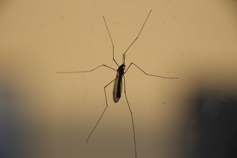 Insect Close-Up Bug - Free photo on Pixabay