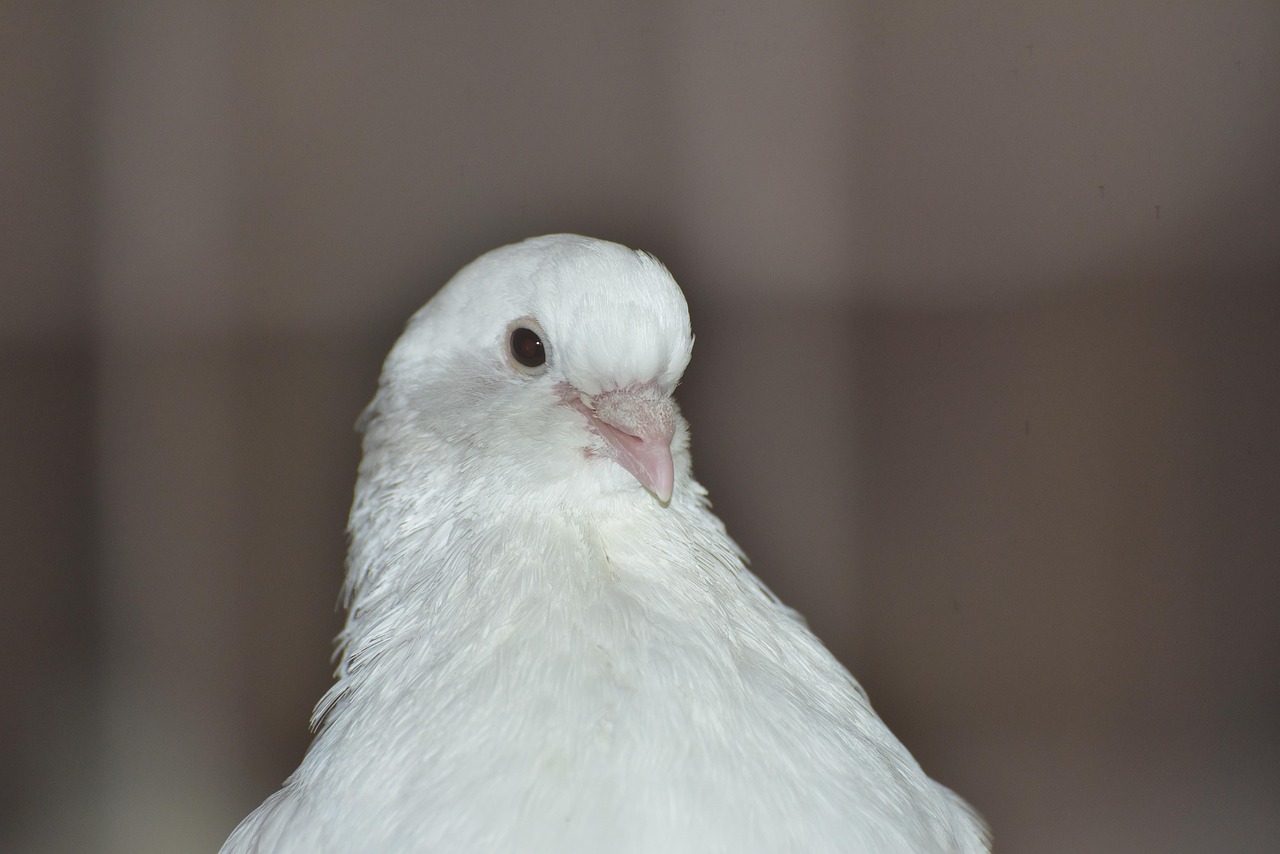400+ Free White Dove & Dove Images - Pixabay