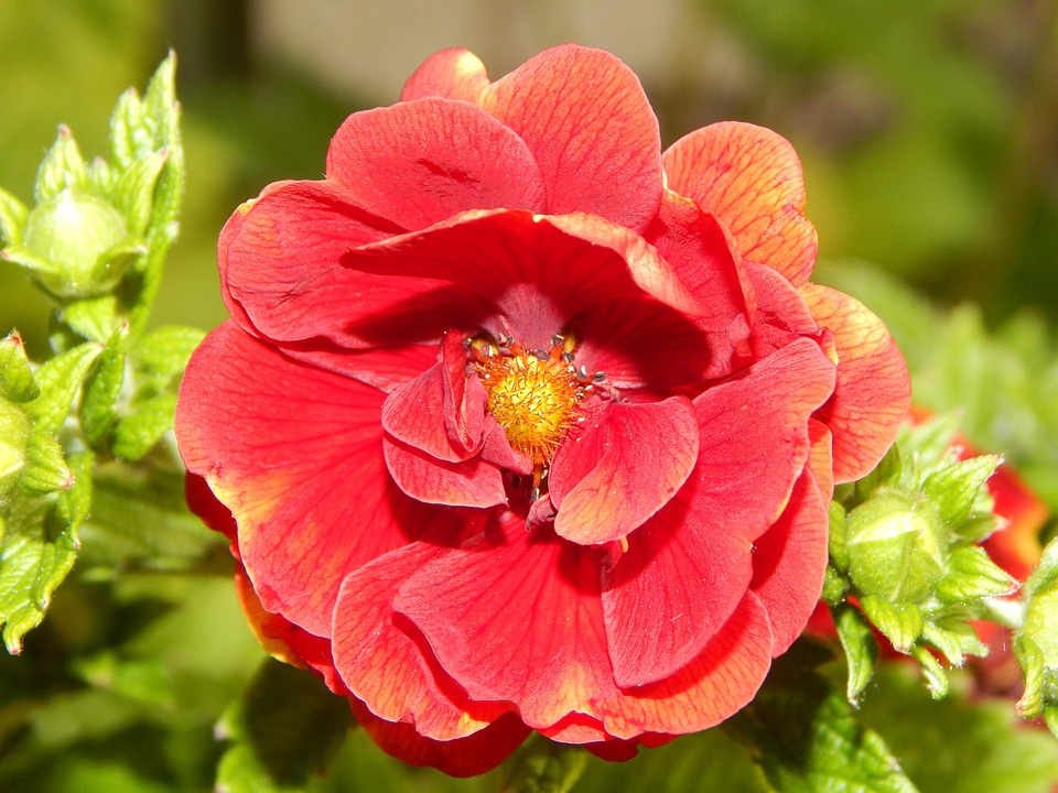 Flor Roja Jardín - Foto gratis en Pixabay - Pixabay