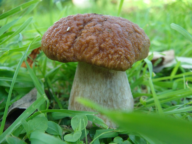 Champignons Automne Champignon - Photo gratuite sur Pixabay - Pixabay