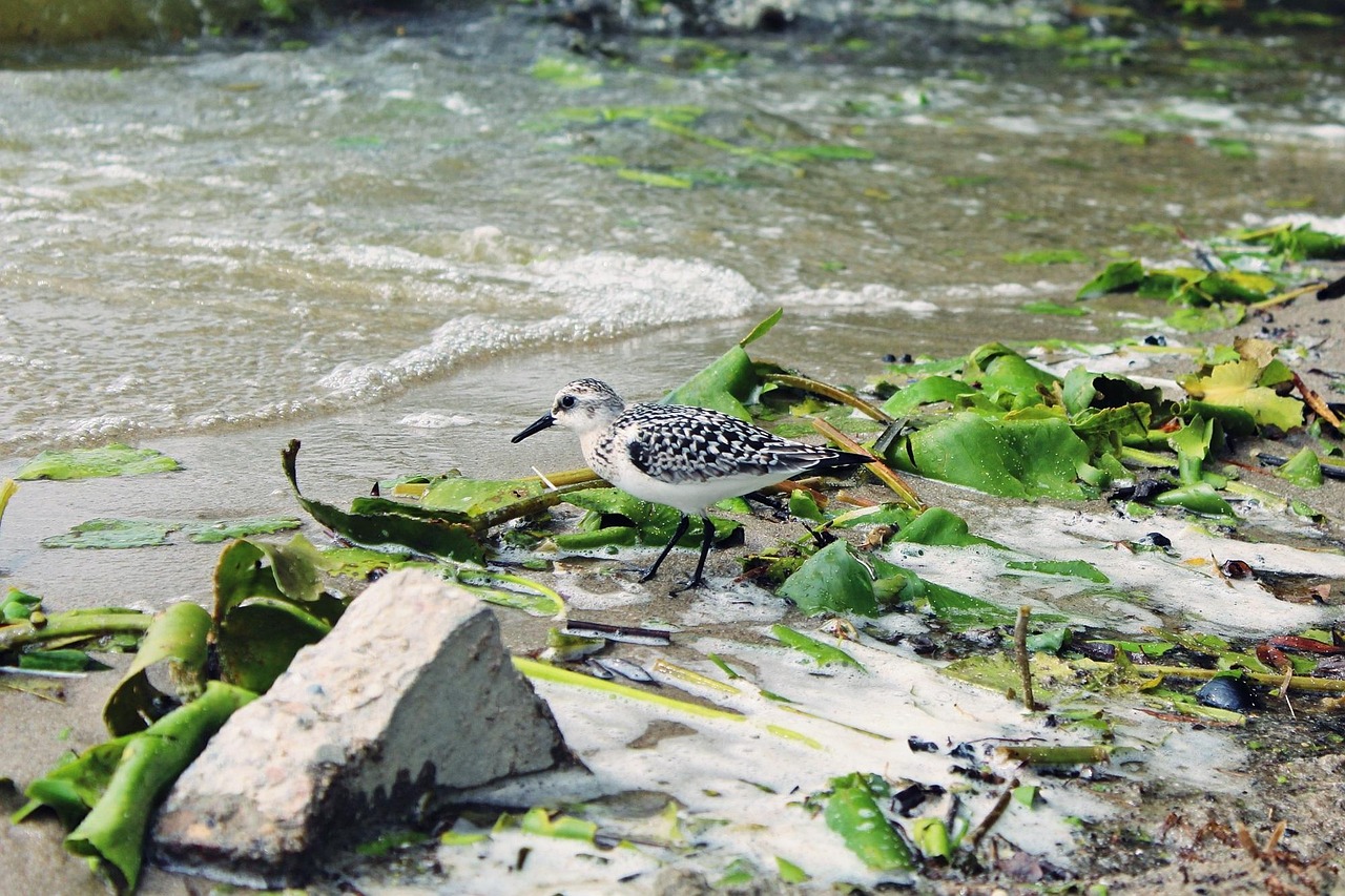 Plover Bird Water - Free photo on Pixabay - Pixabay