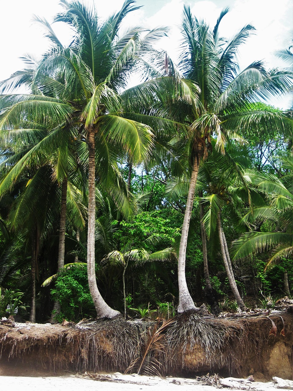 Costa Rica Raíz Palmas De Coco - Foto gratis en Pixabay - Pixabay